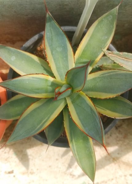 Agave Burnt Burgundy